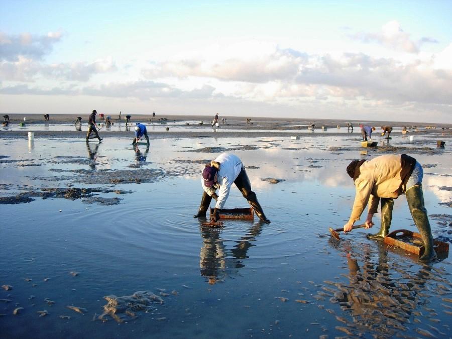 Pêche à pied Normandie : Tout savoir sur la pêche à pied en Normandie